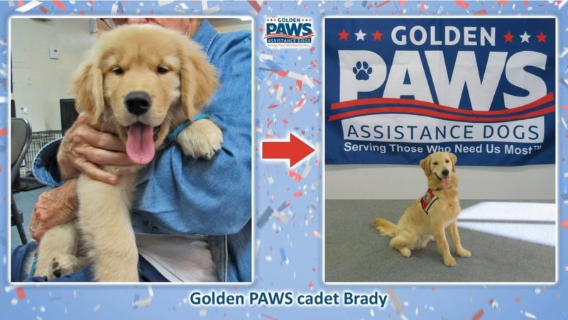 Golden PAWS Cadet Brady on his 1st Birthday | Vets Helping Heroes