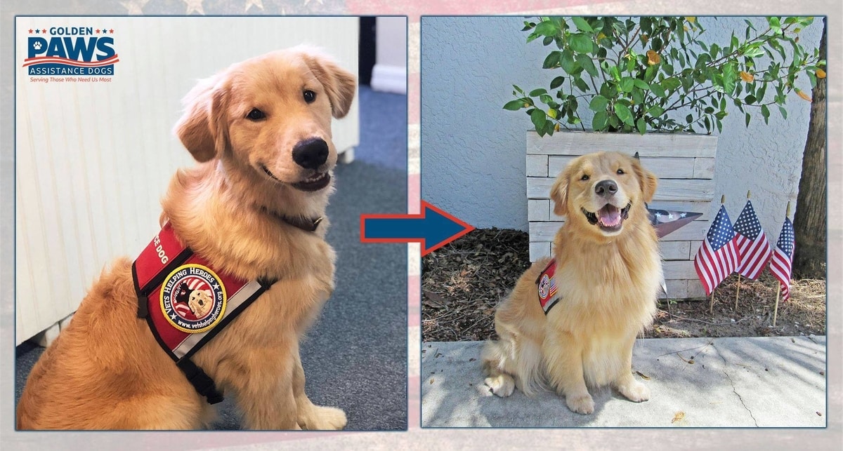 Service Dog Morgen at Golden PAWS Graduation | Vets Helping Heroes
